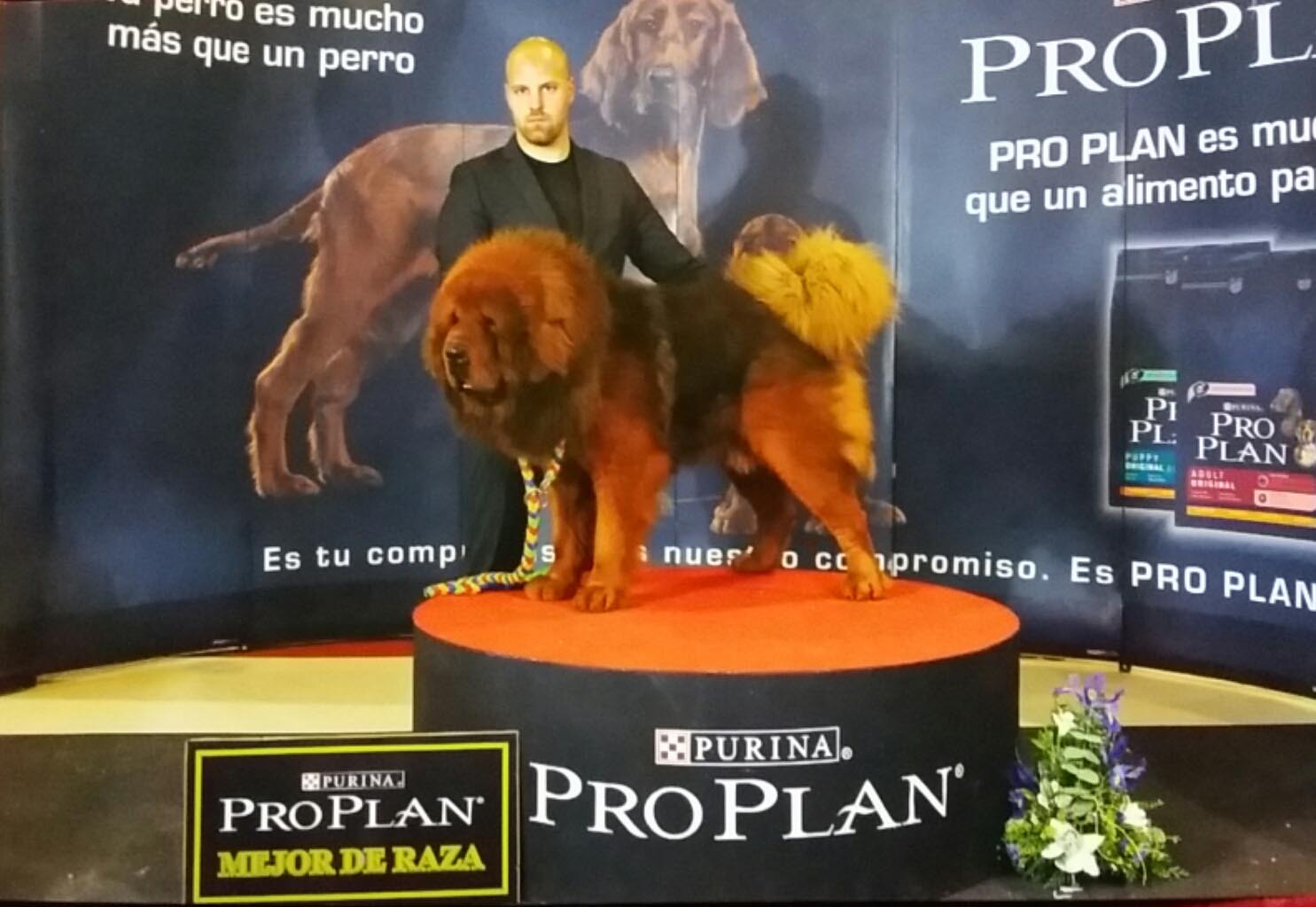 Knowing the Tibetan Mastiff - Deltuyalimon.com Bichón Maltés y Dogo del ...